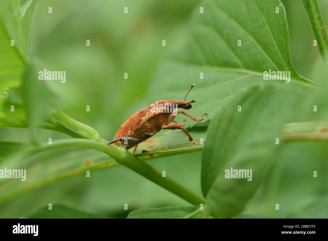 Medium sized weevil beetle hi-res stock photography and images - Alamy