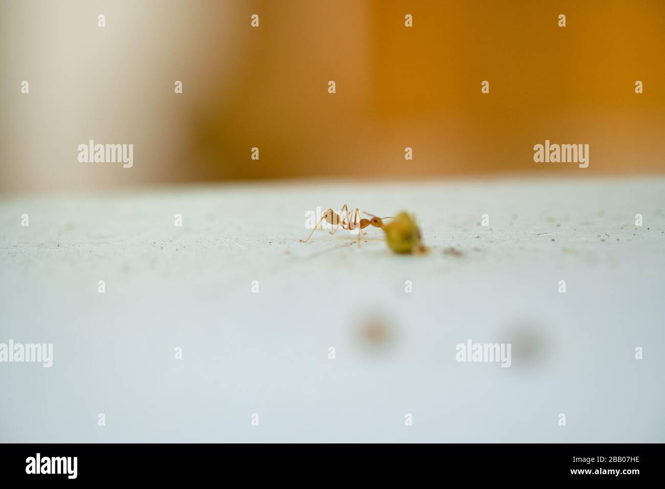 Fire ants hand hi-res stock photography and images - Alamy