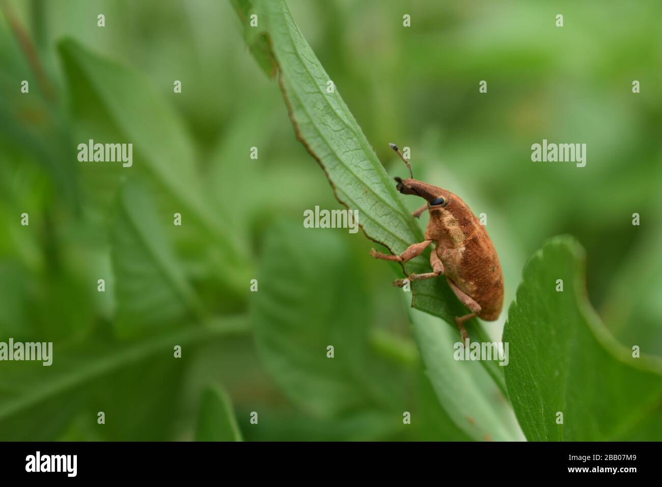 Weevil beetle with angled antenna hi-res stock photography and images ...