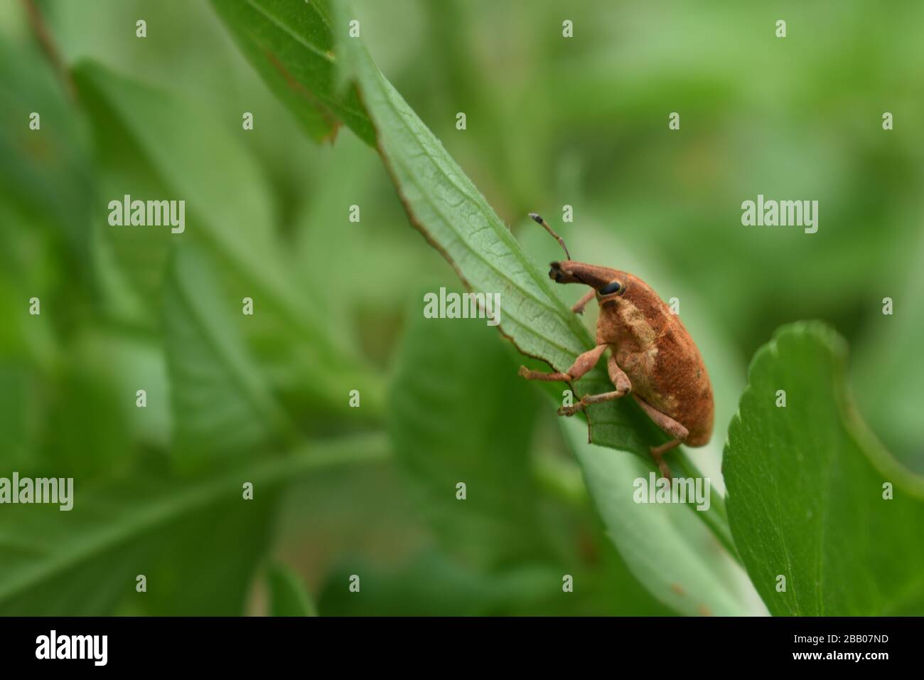 Weevil beetle with angled antenna hi-res stock photography and images ...