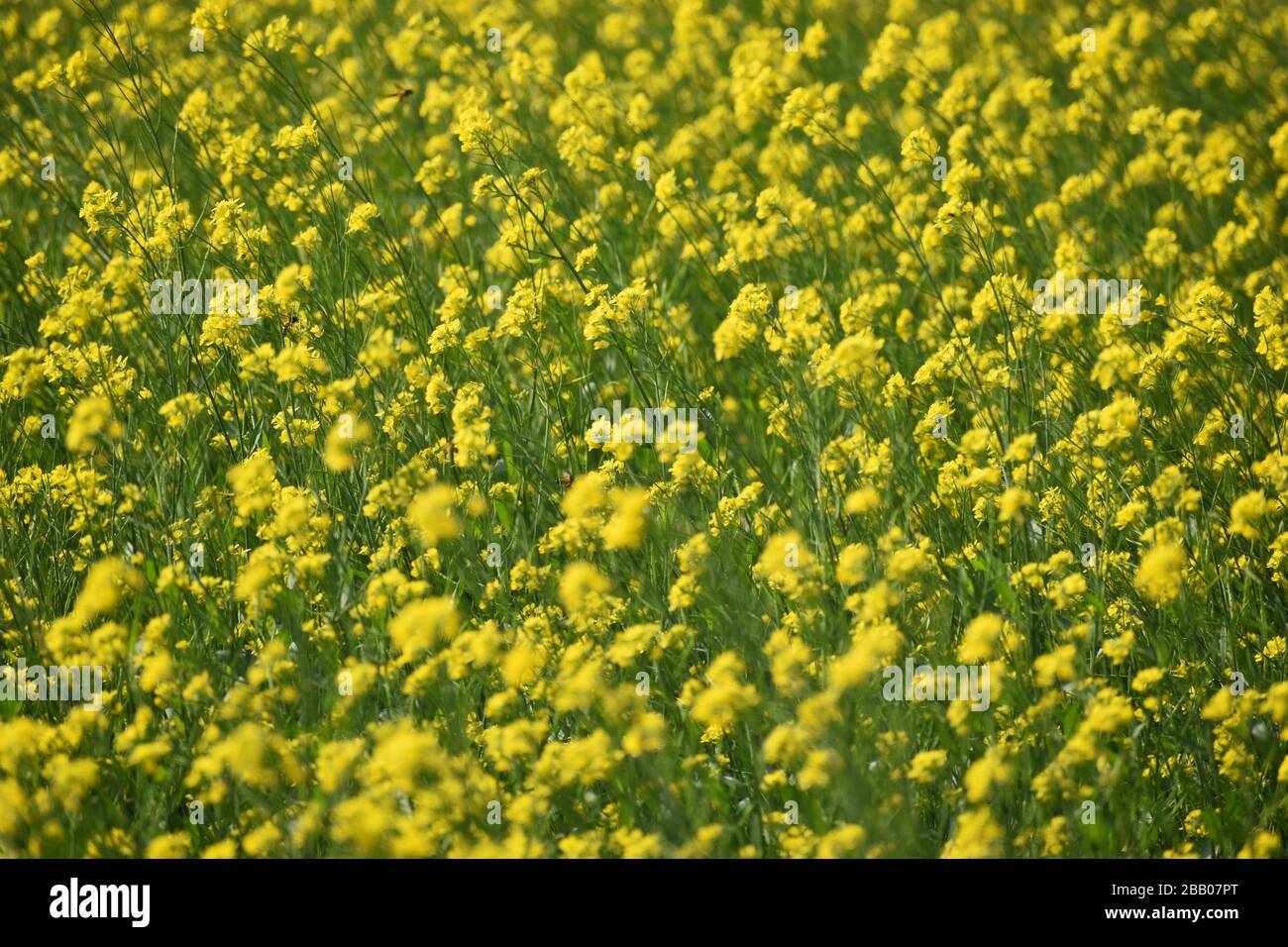 Mustard flower field in India Stock Photo - Alamy
