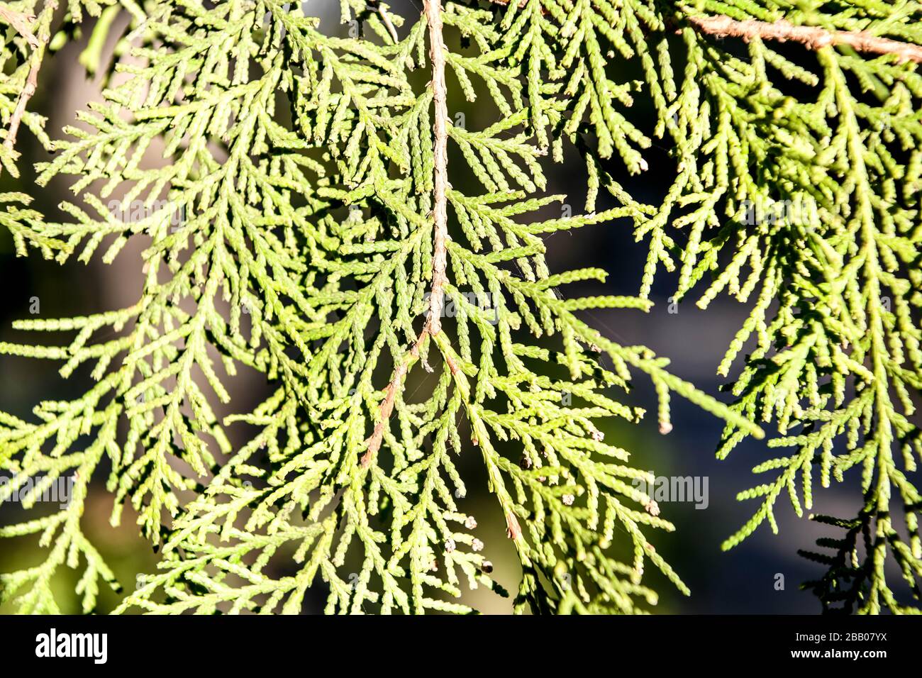 Pine tree texture Georgia Stock Photo - Alamy