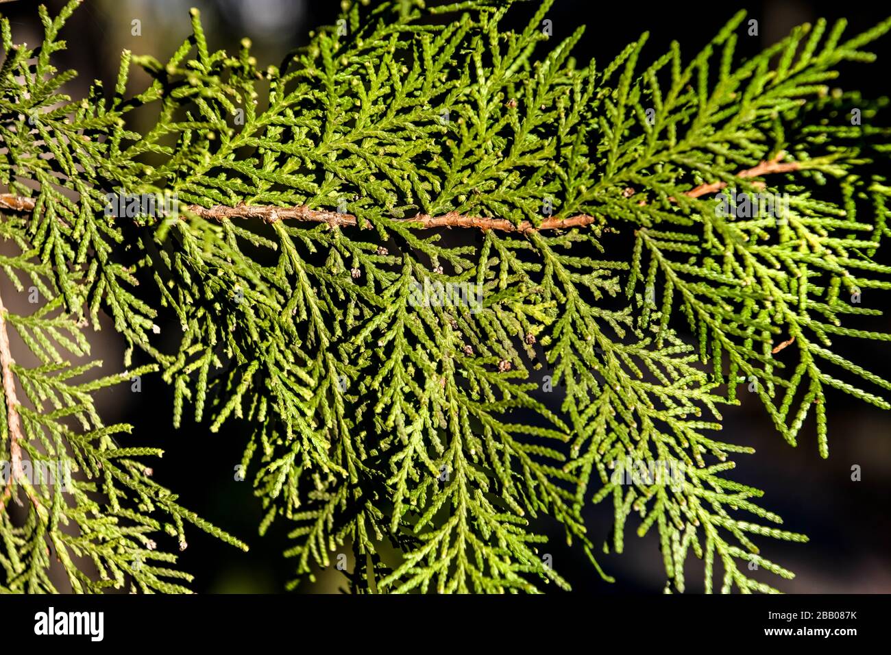 Pine tree texture Georgia Stock Photo - Alamy