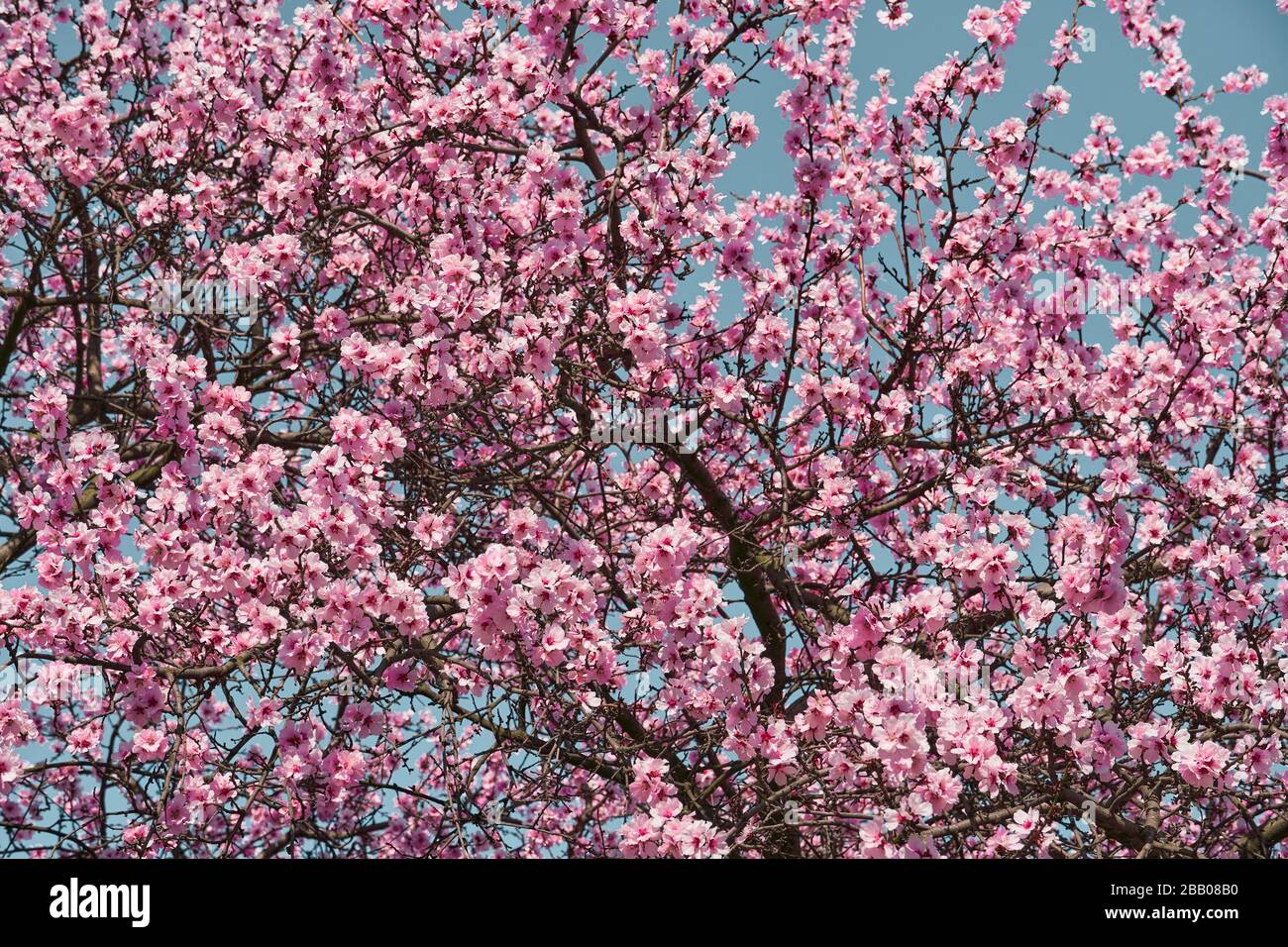 bright pink and white flowers on trees, blooming, spring landscape ...