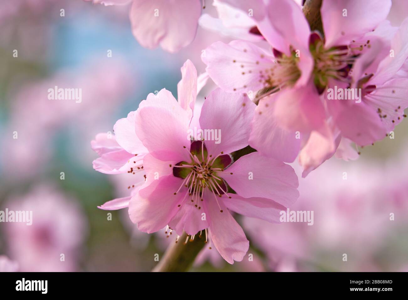 beautiful spring landscape - blooming trees, bright pink and white ...