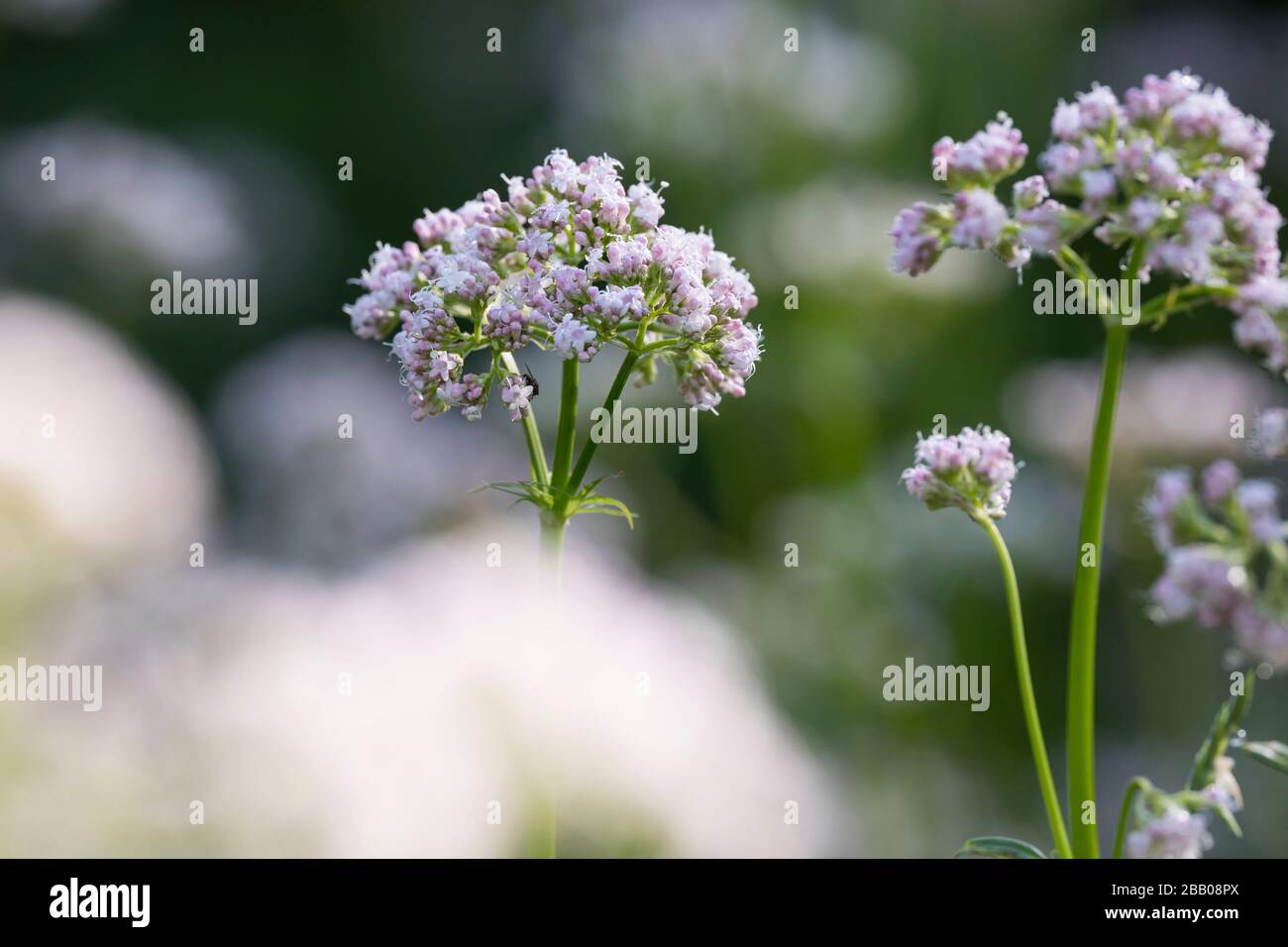 Baldrian Bei Katzen | thenymphisnotexist