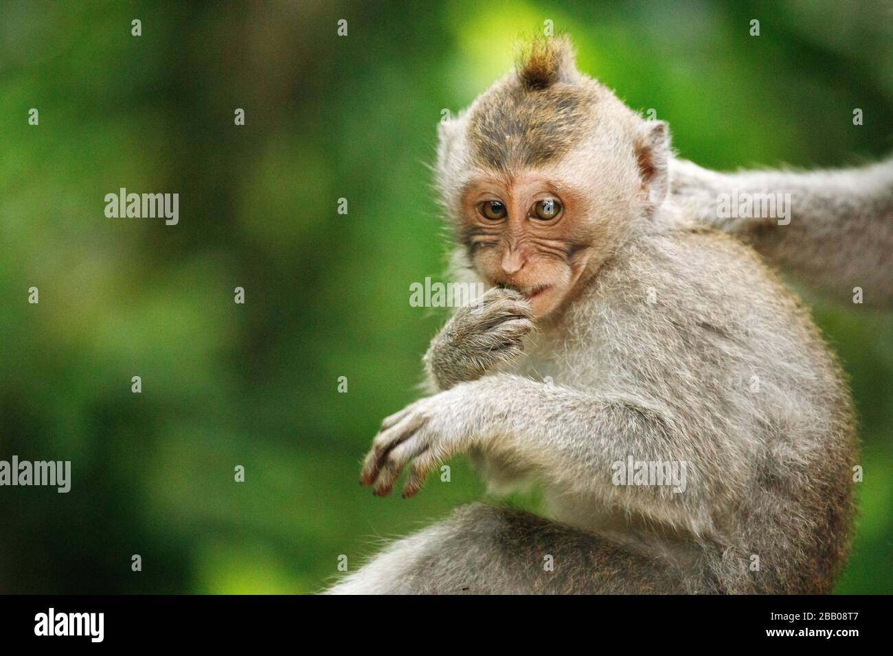 Portrait of long-tailed macaque in Sacred Monkey Forest, Ubud ...