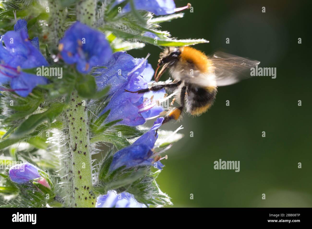Ackerhummel, Acker-Hummel, Hummel, Weibchen, Blütenbesuch an ...