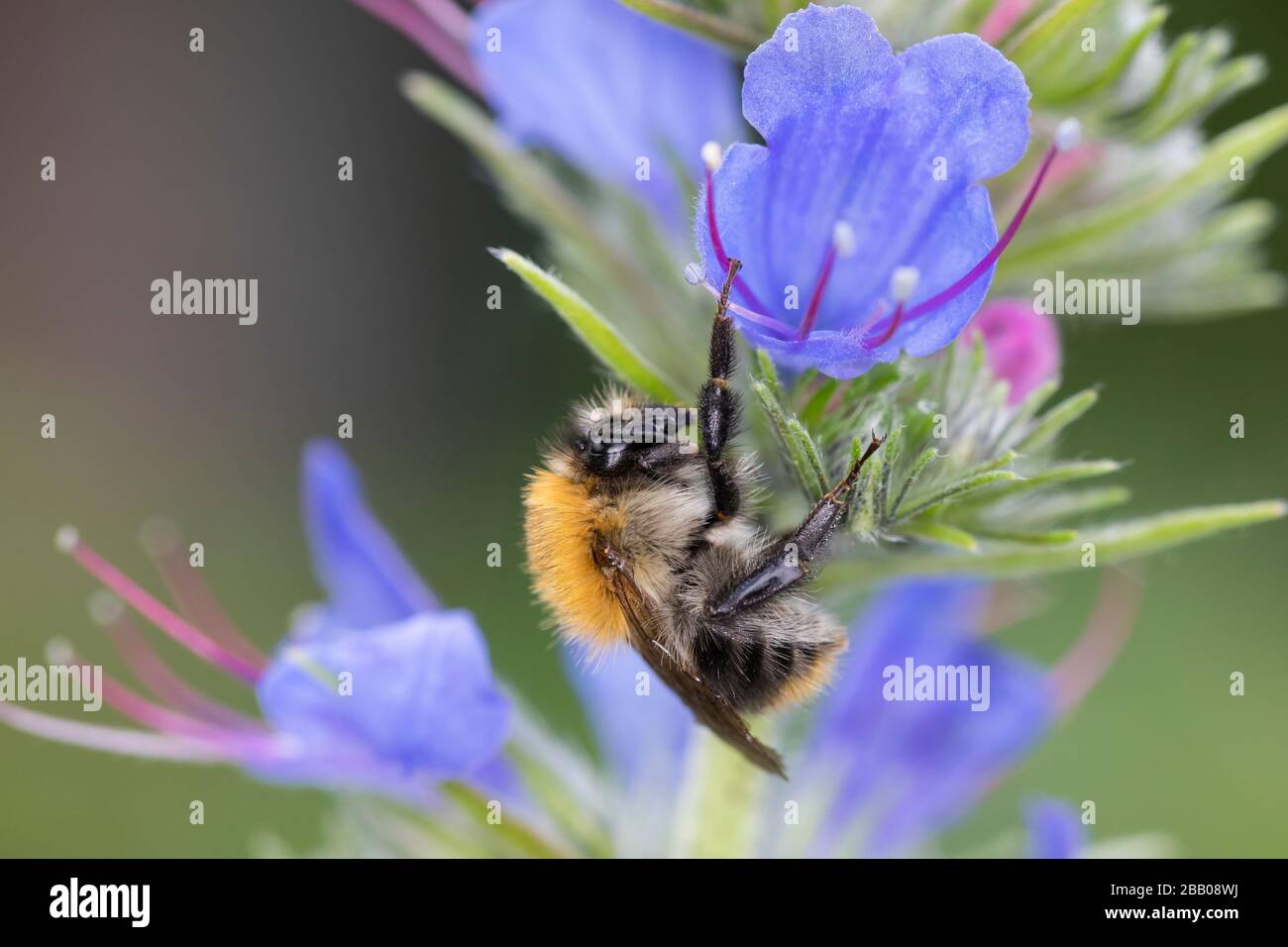 Ackerhummel, Acker-Hummel, Hummel, Weibchen, Blütenbesuch an ...