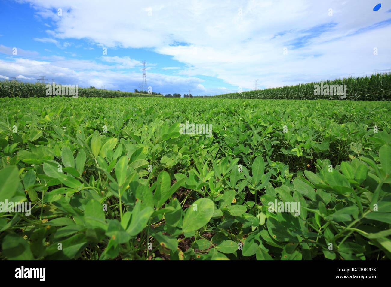 The peanut growing in the field Stock Photo - Alamy