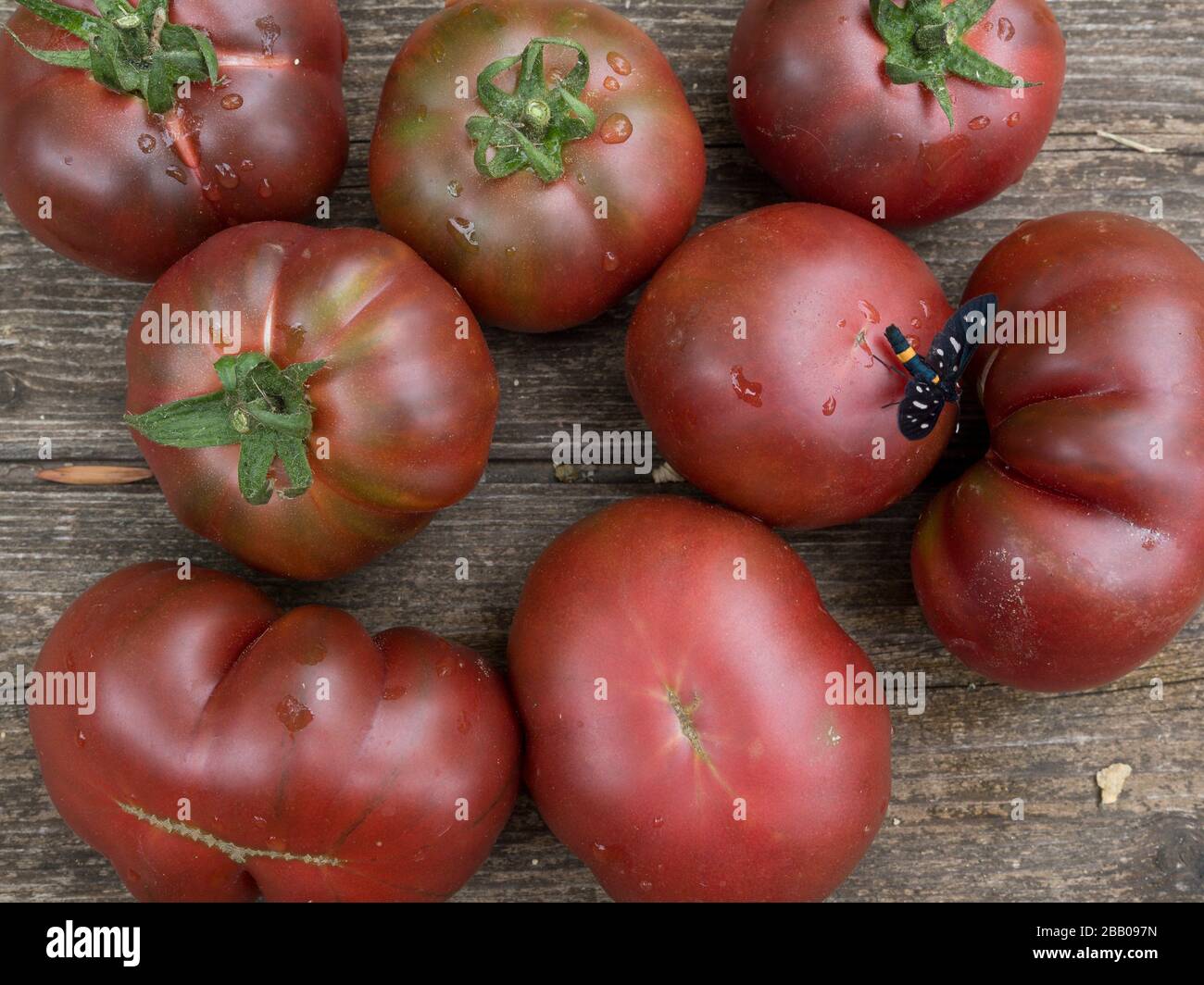 old tomatoes organic food italian farming Stock Photo - Alamy