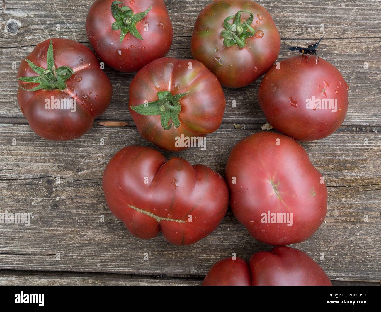 old tomatoes organic food italian farming Stock Photo - Alamy