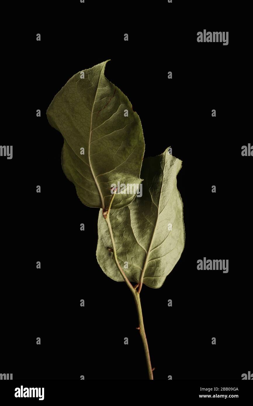 Withered flower. Withered flowers on black background. Dried flowers ...