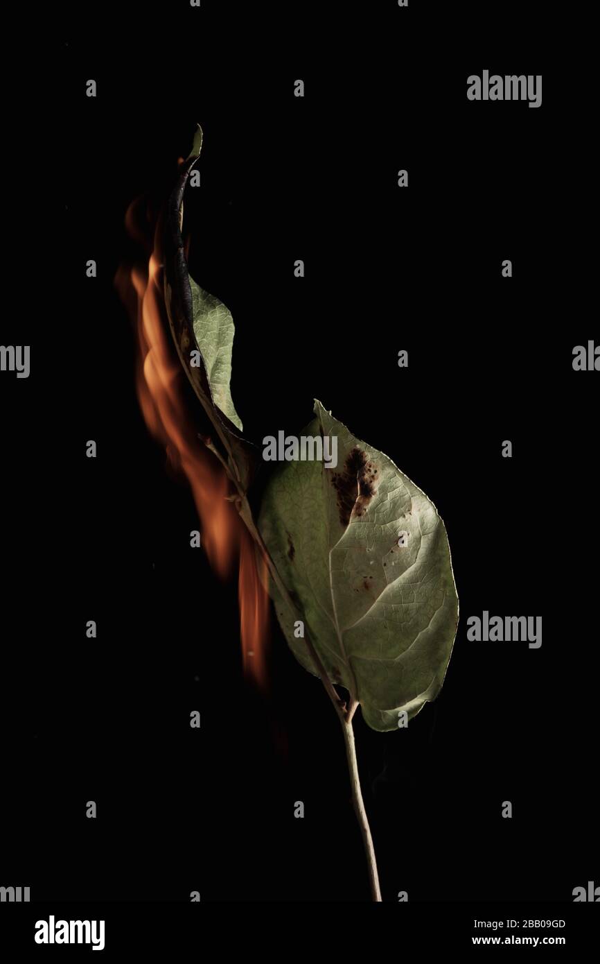 Withered flower. Withered flowers on black background. Dried flowers ...