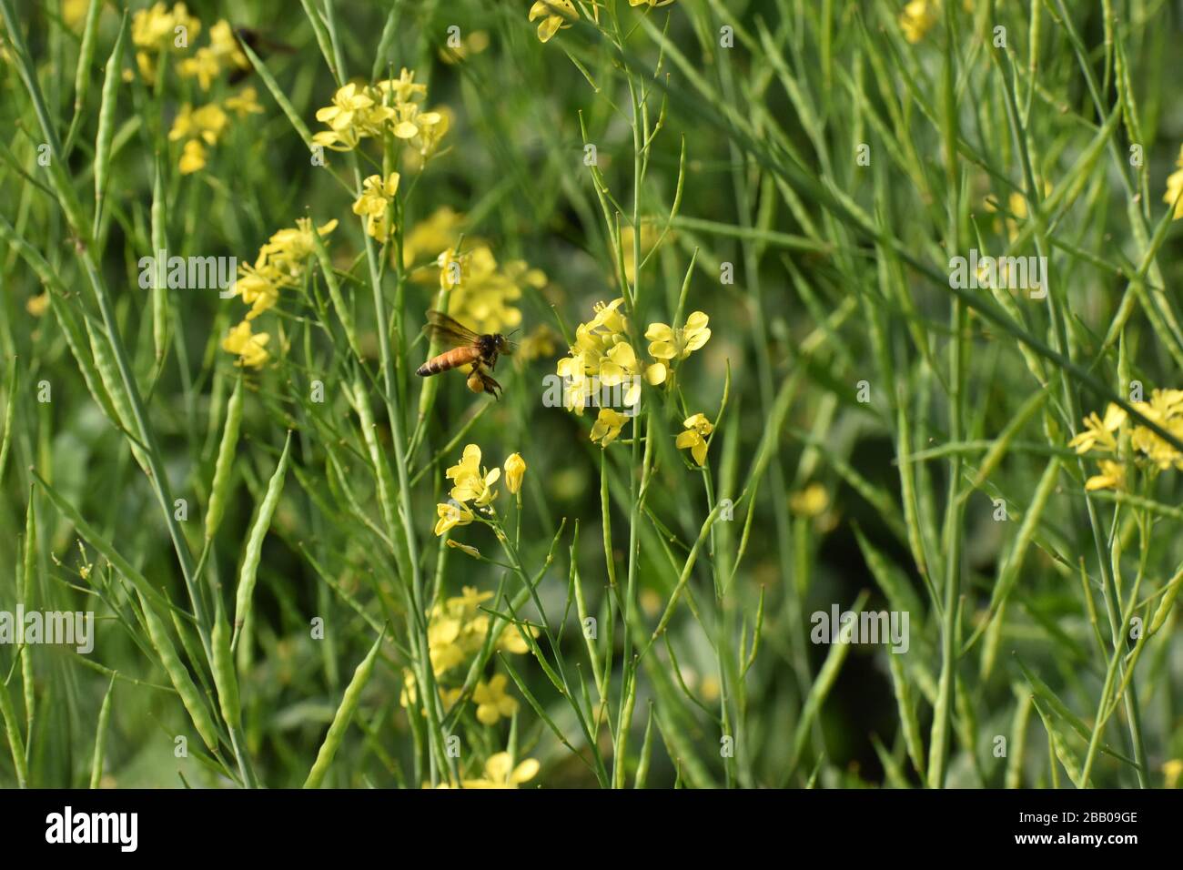 Honey bee flying around a mustard field Stock Photo - Alamy