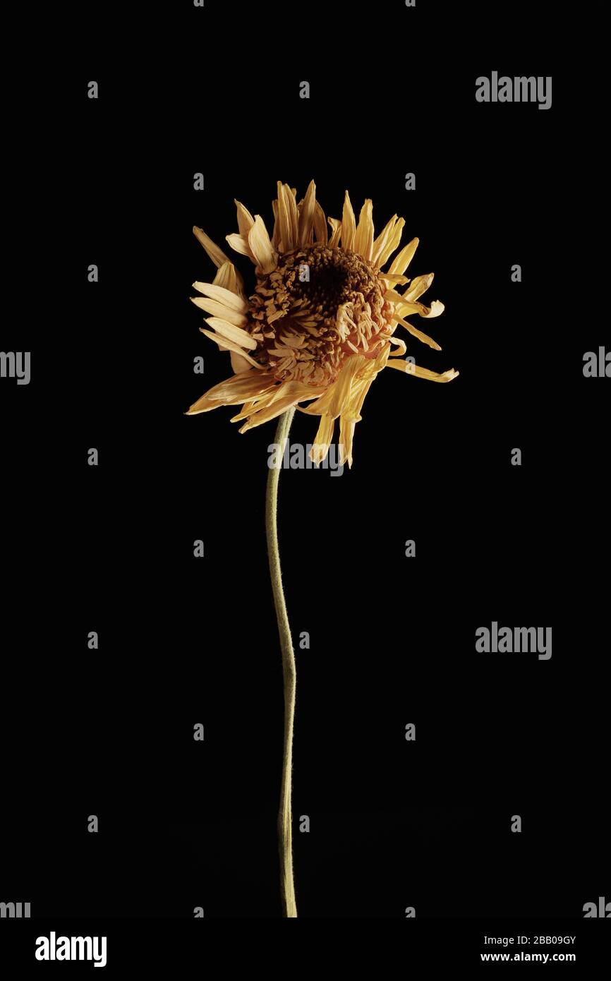 Withered flower. Withered flowers on black background. Dried flowers ...