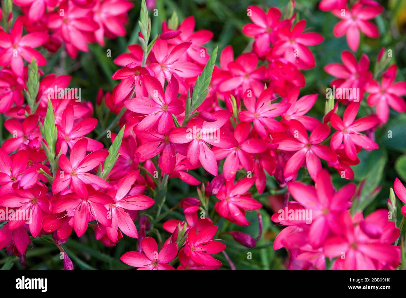Hesperantha coccinea hi-res stock photography and images - Alamy