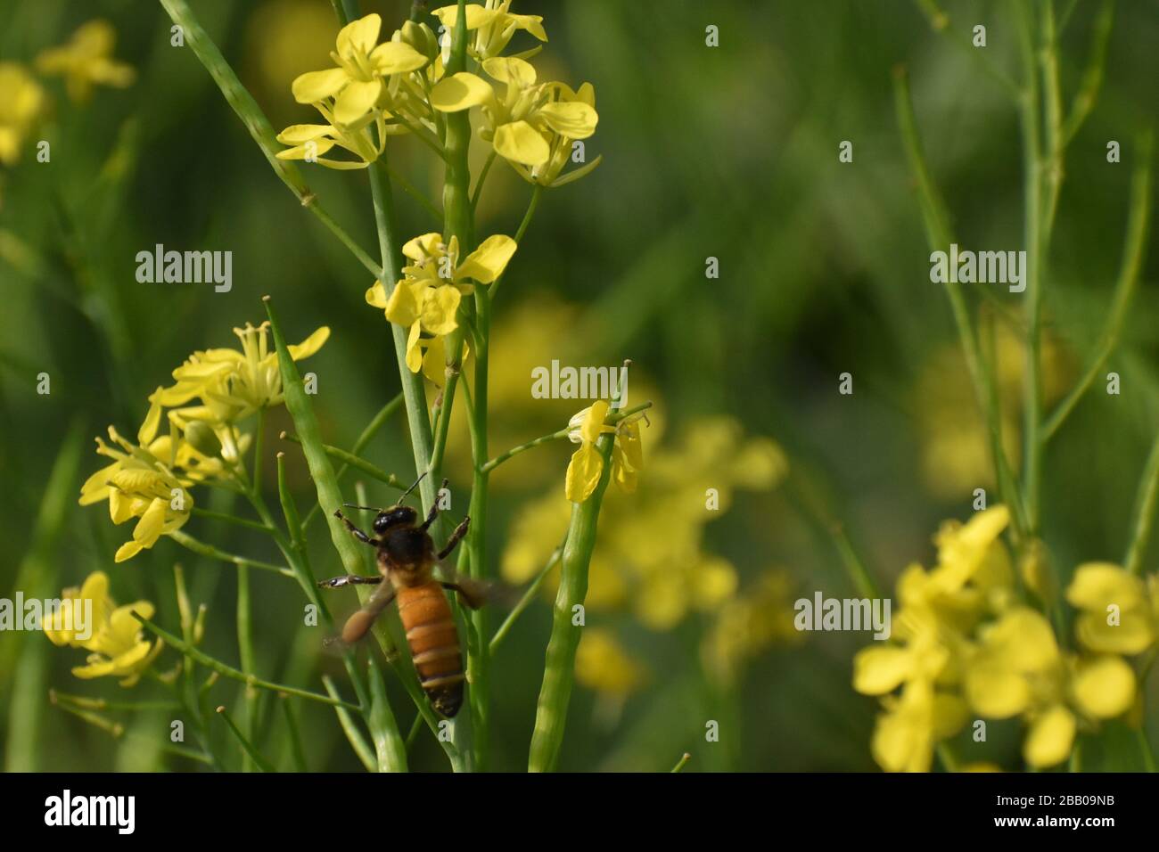 honey bee in a mustard field with green background Stock Photo - Alamy