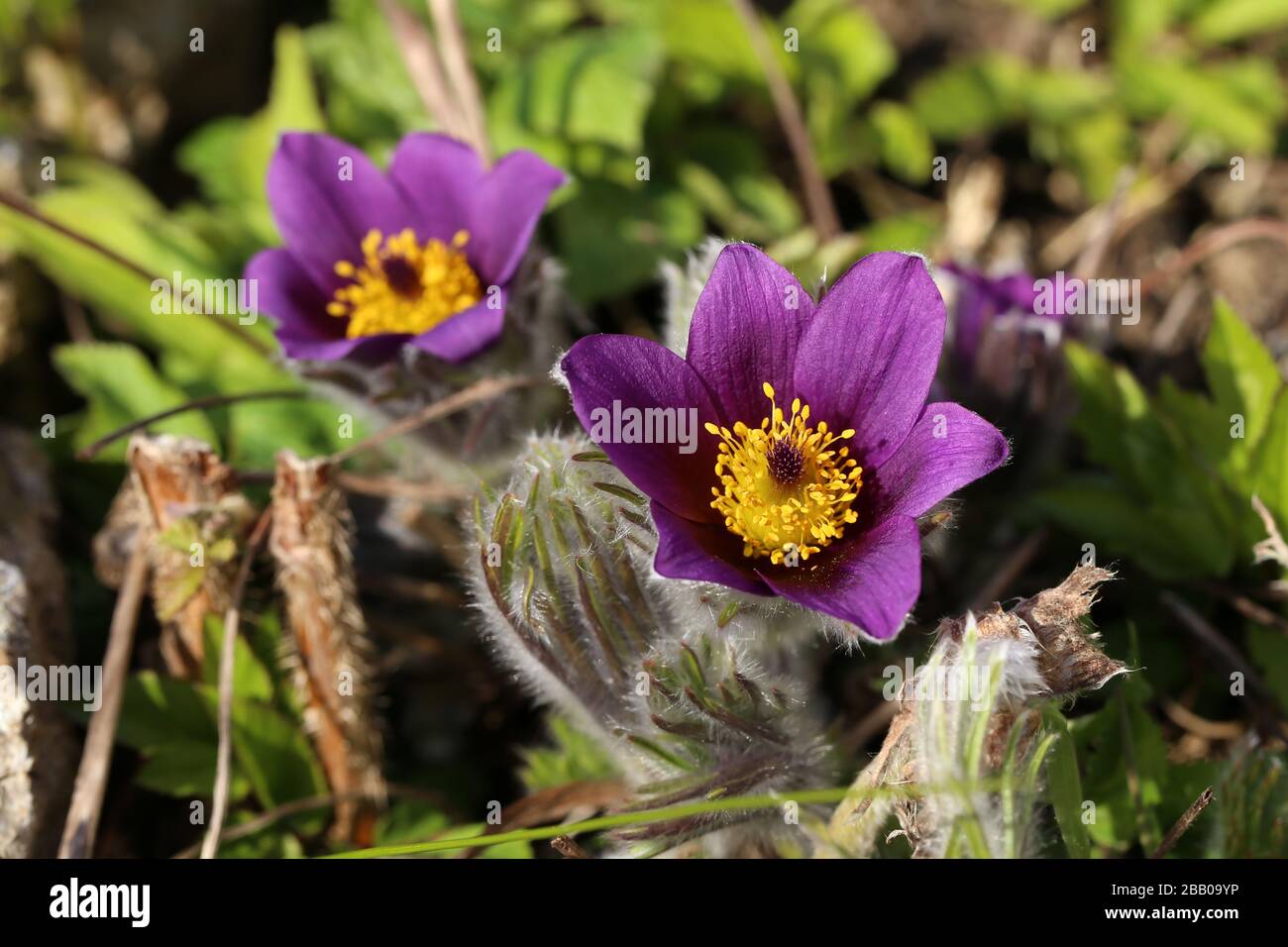 Beautiful purple fluffy flower Oriental Pulsatilla patens pasqueflower ...