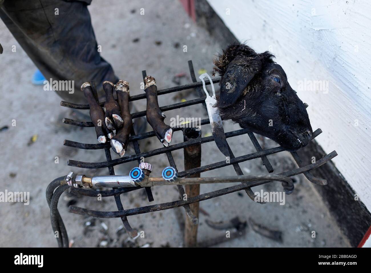 Removing sheep head and foot hair by torch flame, Caspian depression ...