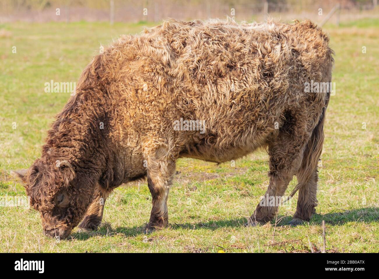 Highland cattle low angle view hi-res stock photography and images - Alamy