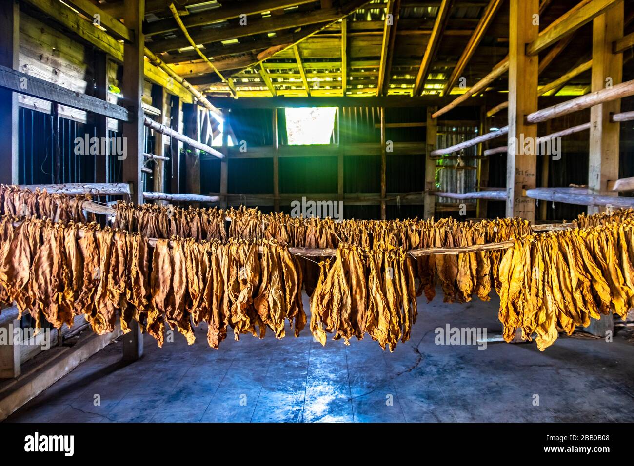 Tobacco manufacturing process hi-res stock photography and images - Alamy