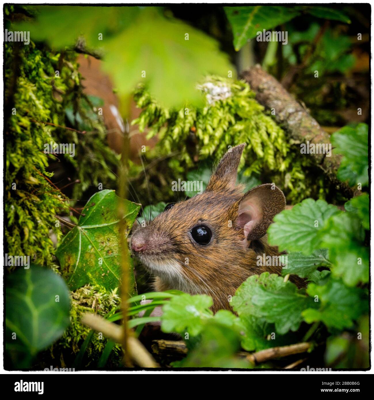 Moss eye Cut Out Stock Images & Pictures - Alamy