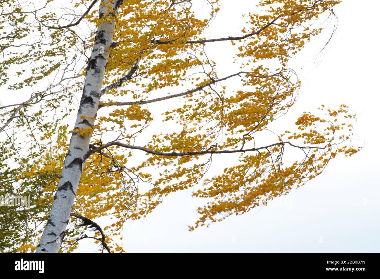 Windy birch tree hi-res stock photography and images - Alamy