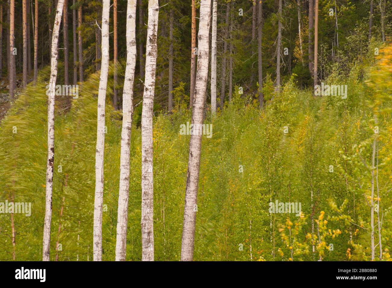 Windy tree canopy High Resolution Stock Photography and Images - Alamy
