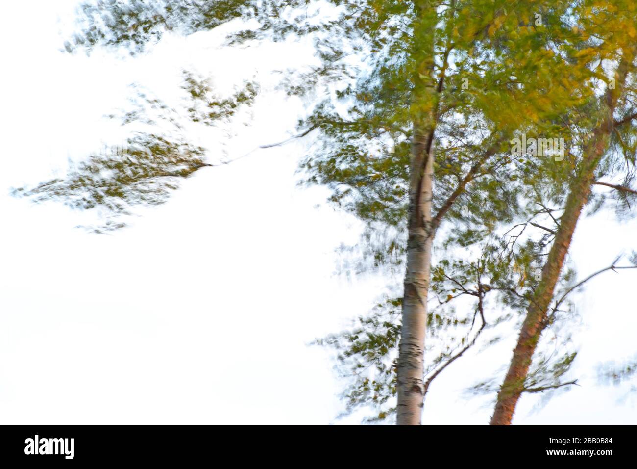 Tree branch swaying hi-res stock photography and images - Alamy