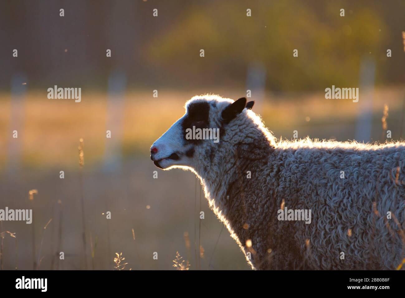 Sheep Head Profile High Resolution Stock Photography and Images - Alamy