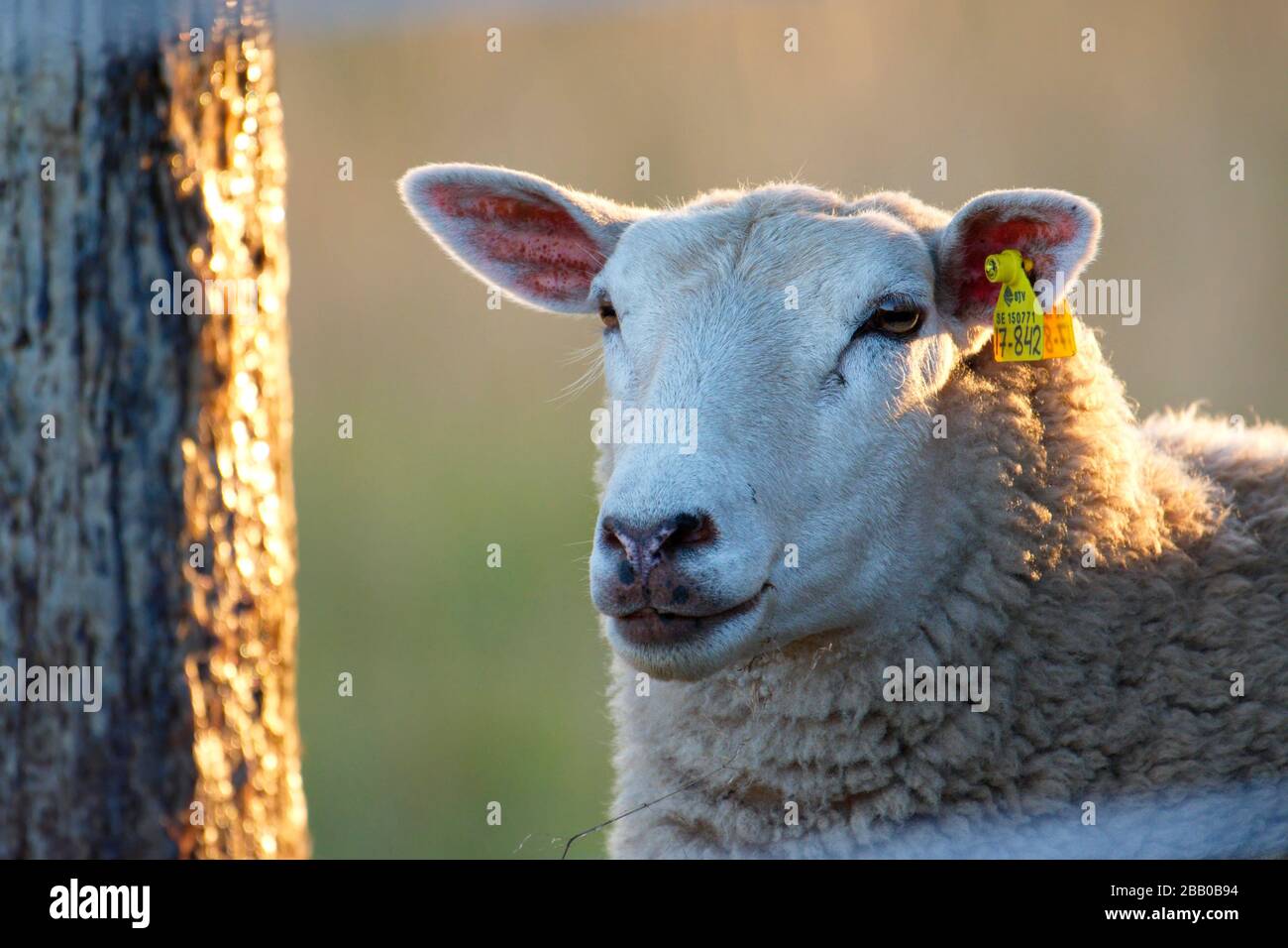 One white sheep hi-res stock photography and images - Alamy