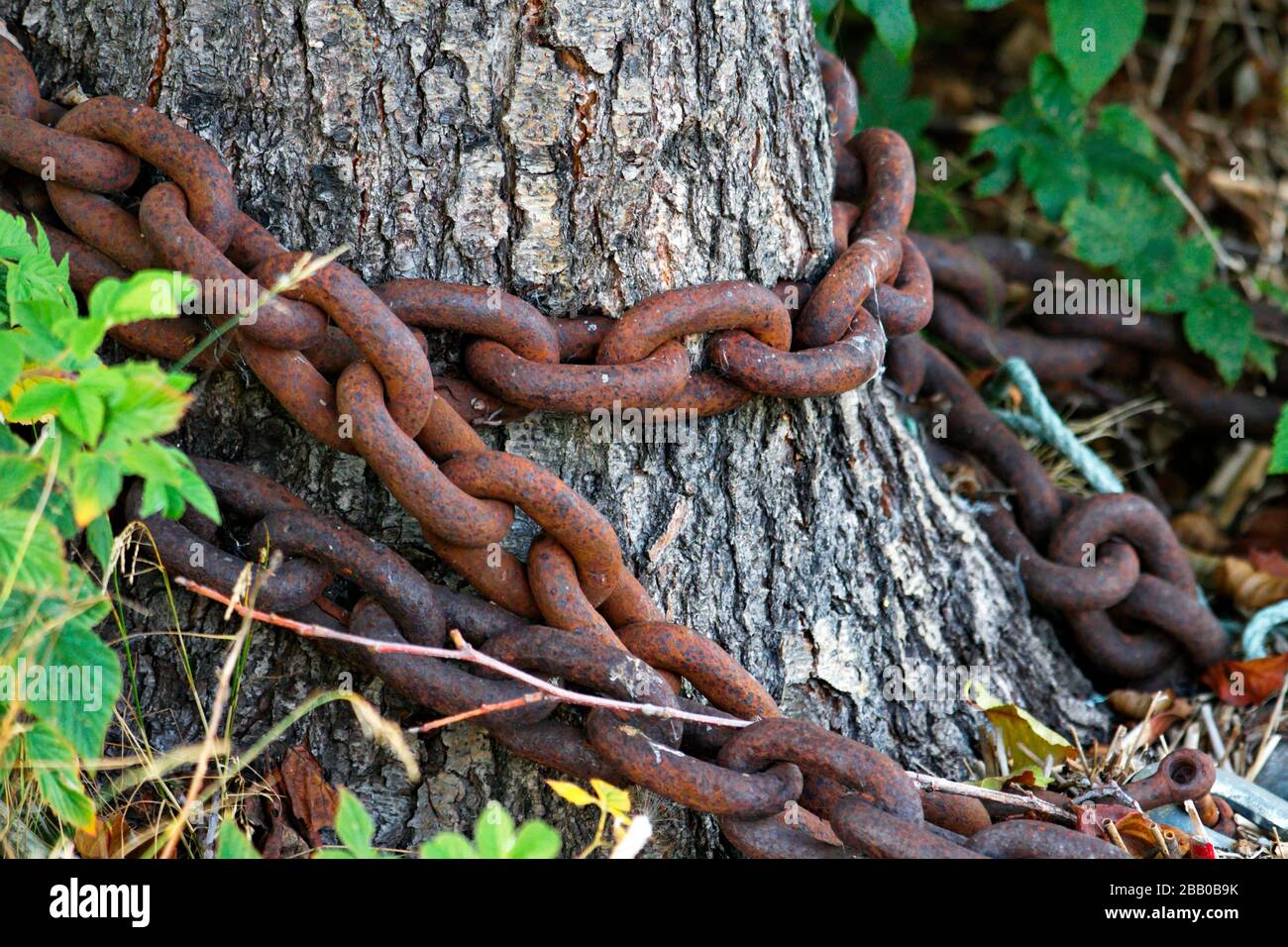 A rusty iron chain has been wound around an old tree to fasten a boat ...