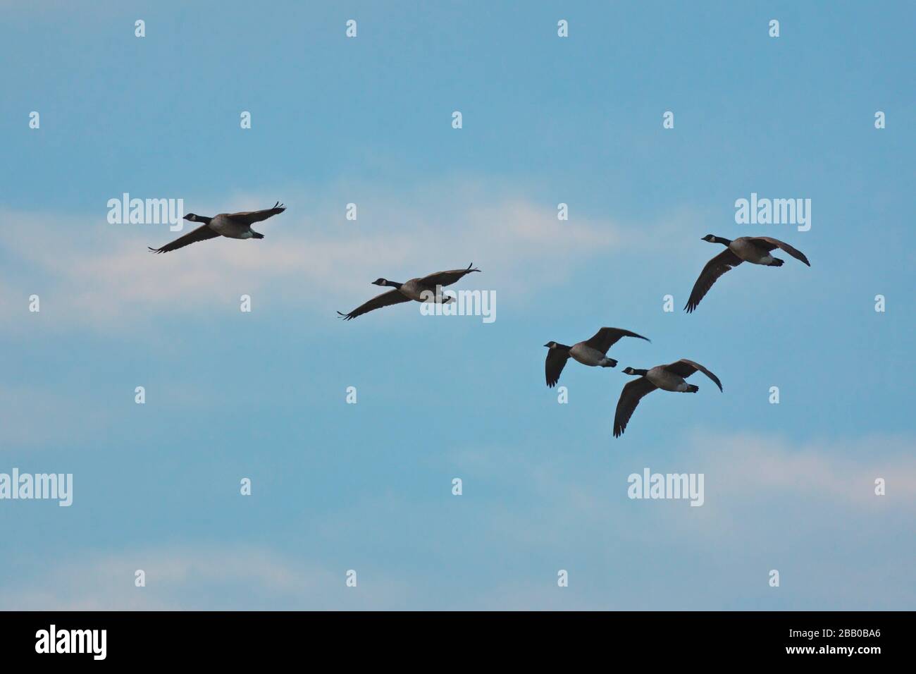 Canada Geese Flying In V Formation High Resolution Stock Photography ...