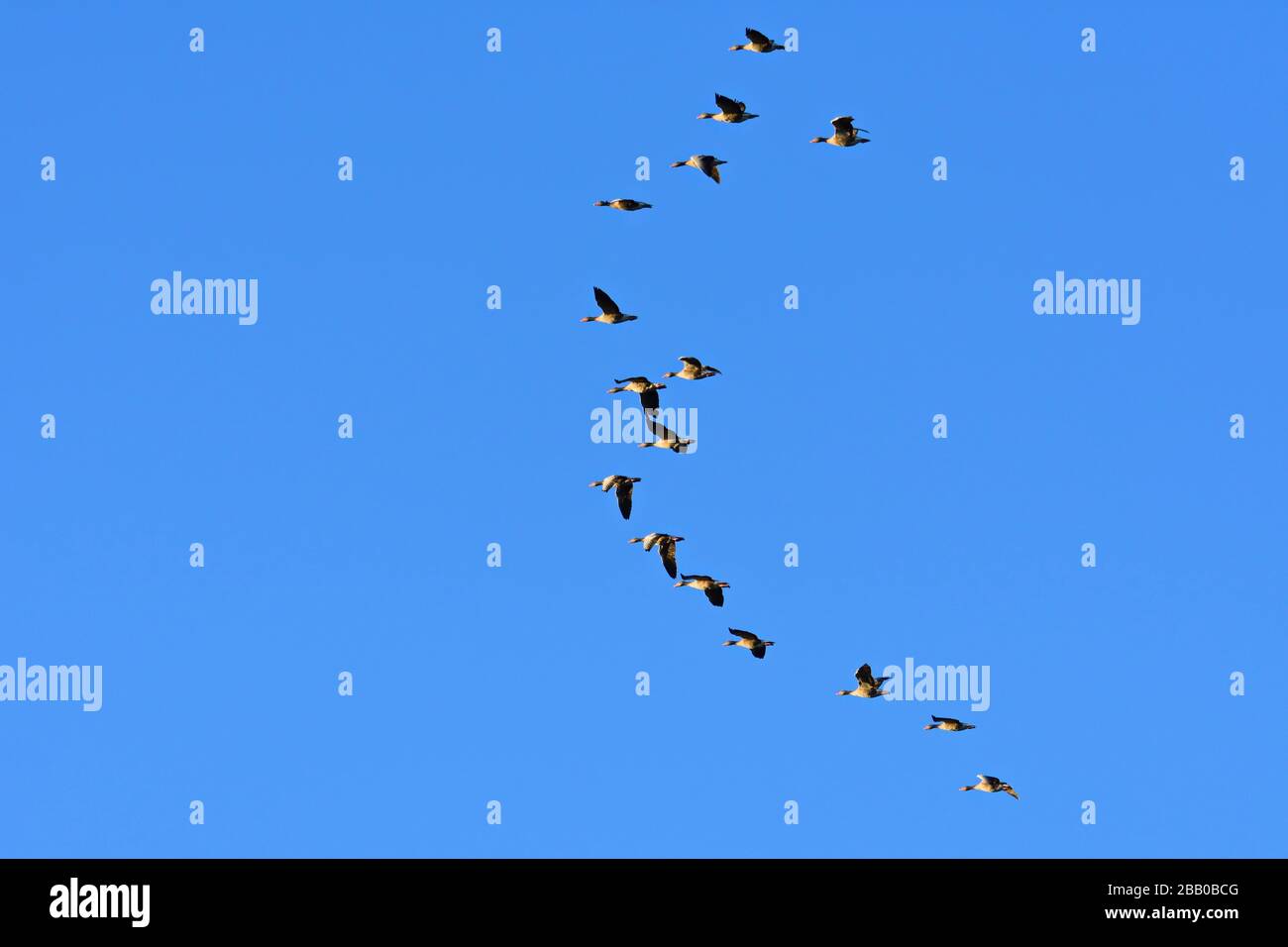 Birds Flying V Formation High Resolution Stock Photography and Images ...