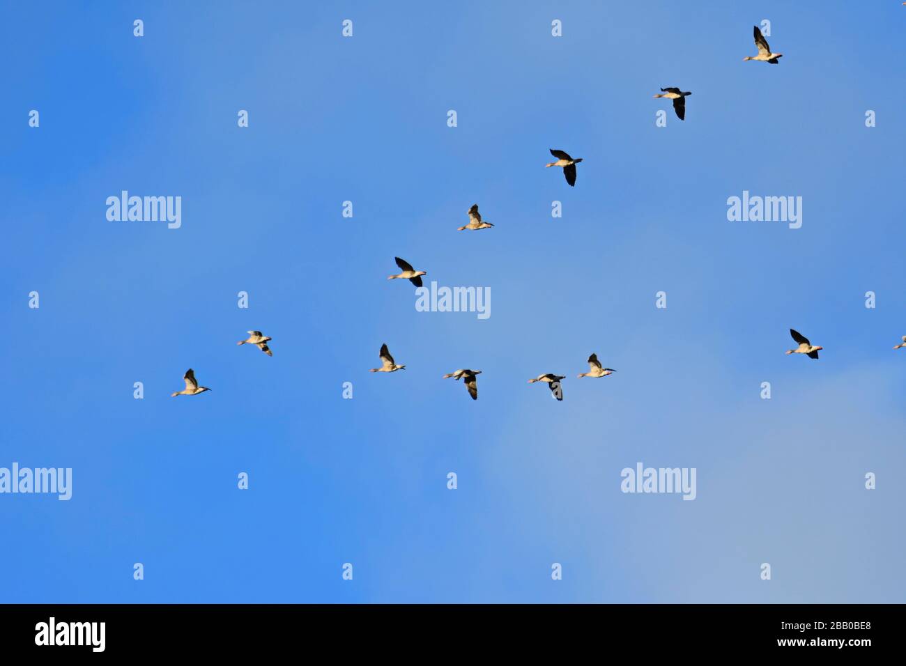 Birds flying v formation hi-res stock photography and images - Alamy