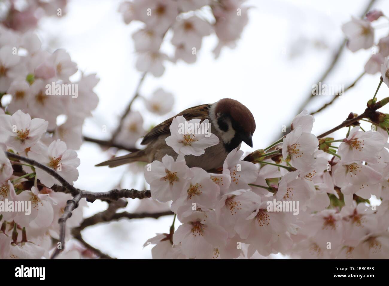 Sparrow in flowers hi-res stock photography and images - Alamy