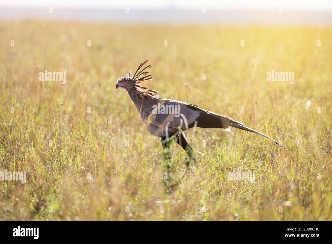 Beautiful secretary bird walking hi-res stock photography and images ...