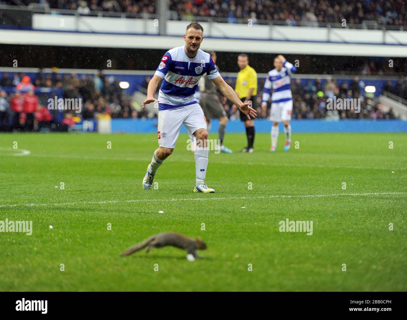 Queens Park Rangers' Clint Hill trys to usher away a squirrell Stock ...