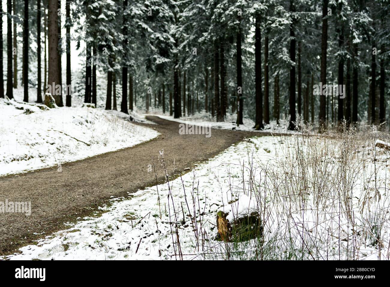 Pathway in the pine forest hi-res stock photography and images - Alamy