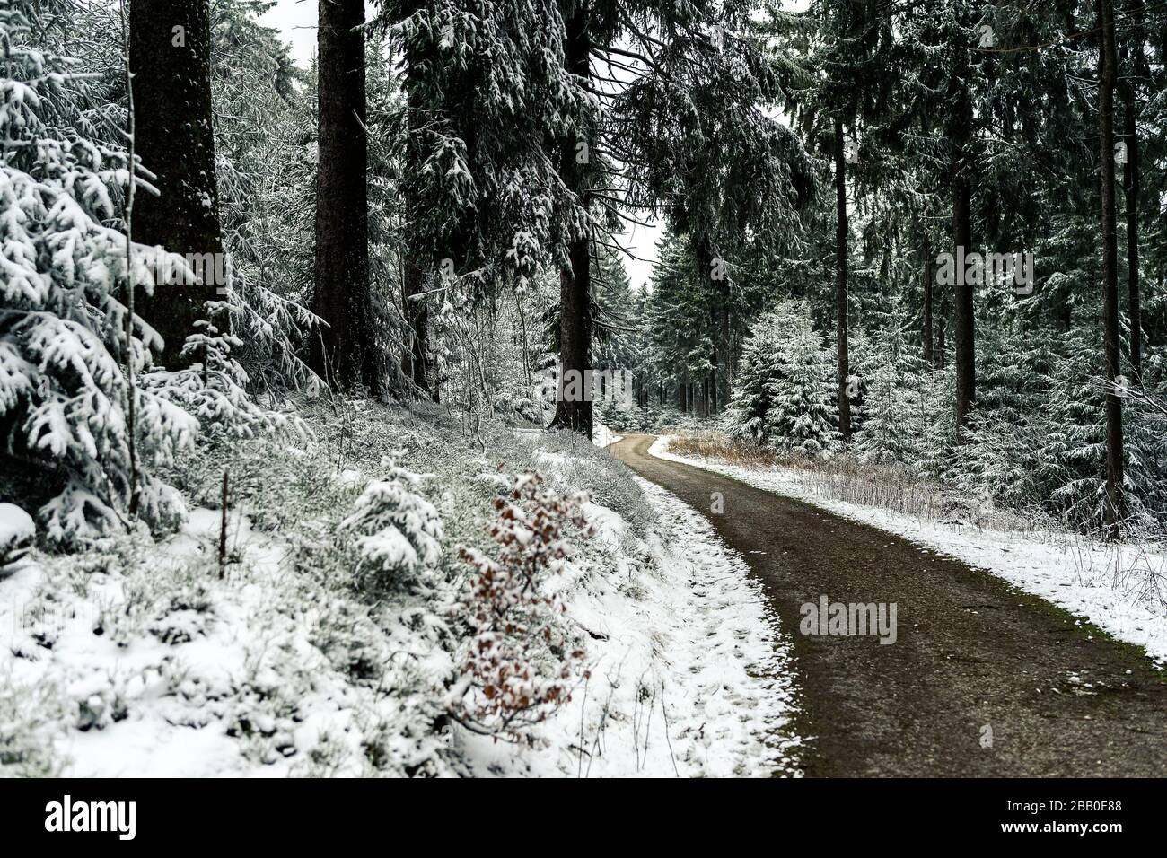 Pathway in the pine forest hi-res stock photography and images - Alamy