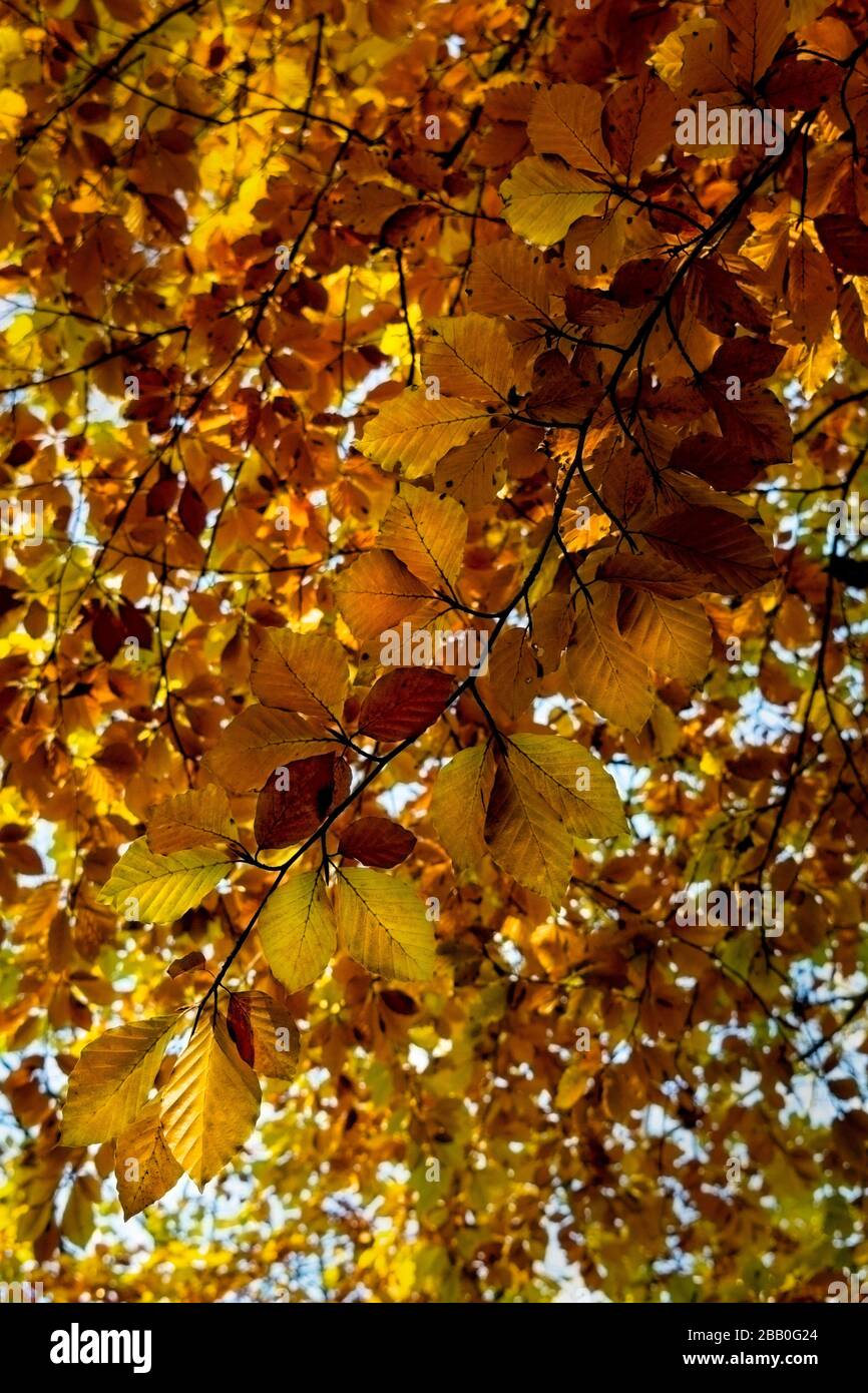 Beech nuts hi-res stock photography and images - Alamy