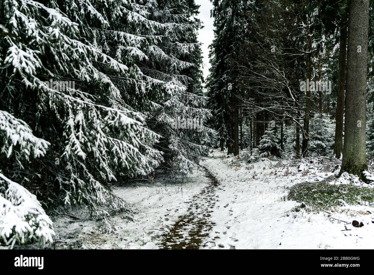 Snowy pines hi-res stock photography and images - Alamy