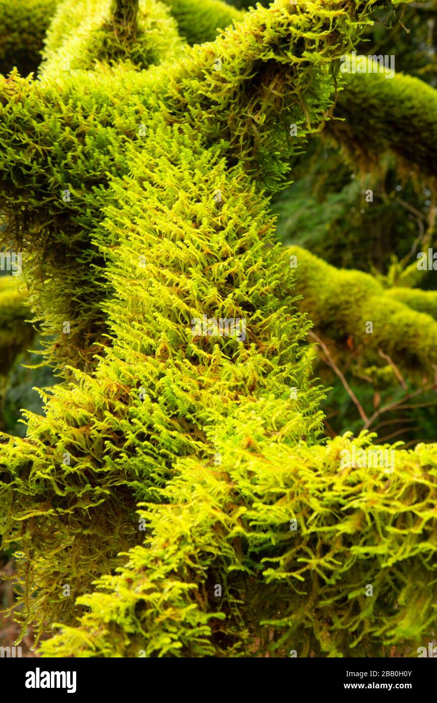 Club Moss High Resolution Stock Photography and Images - Alamy