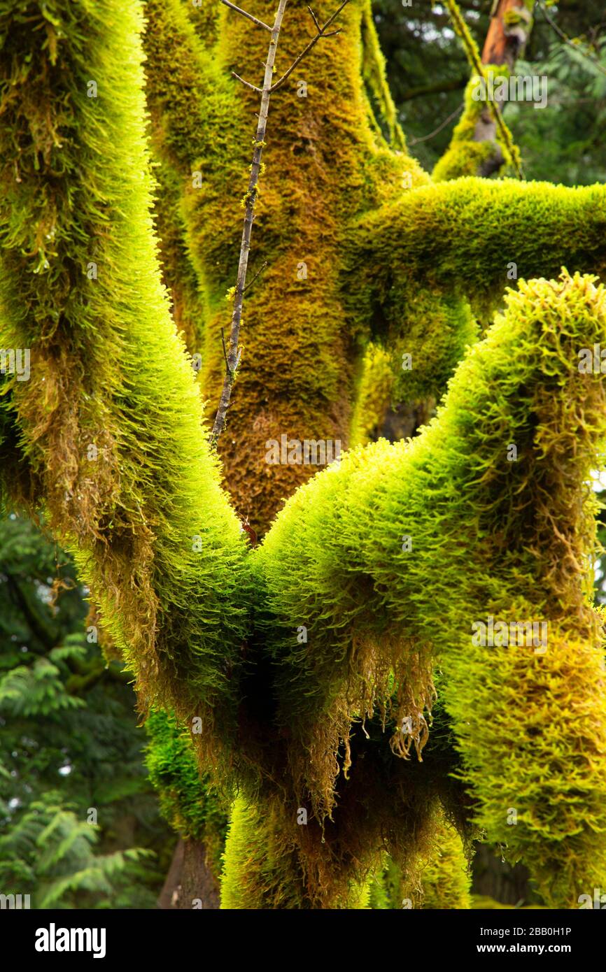 Oxbow regional park portland hi-res stock photography and images - Alamy
