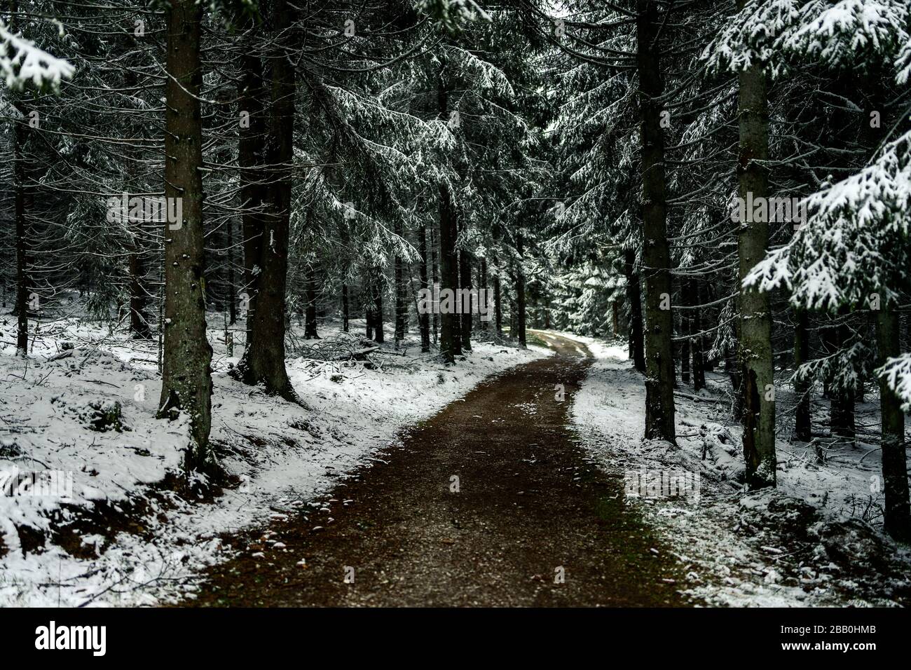 Pathway in the pine forest hi-res stock photography and images - Alamy