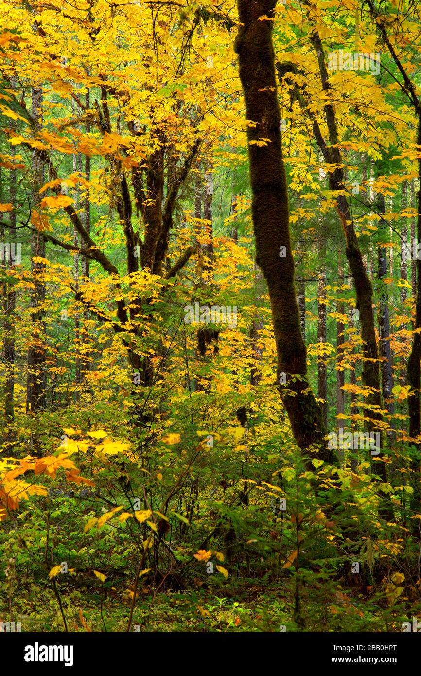 Bigleaf Maple Acer Macrophyllum High Resolution Stock Photography and ...