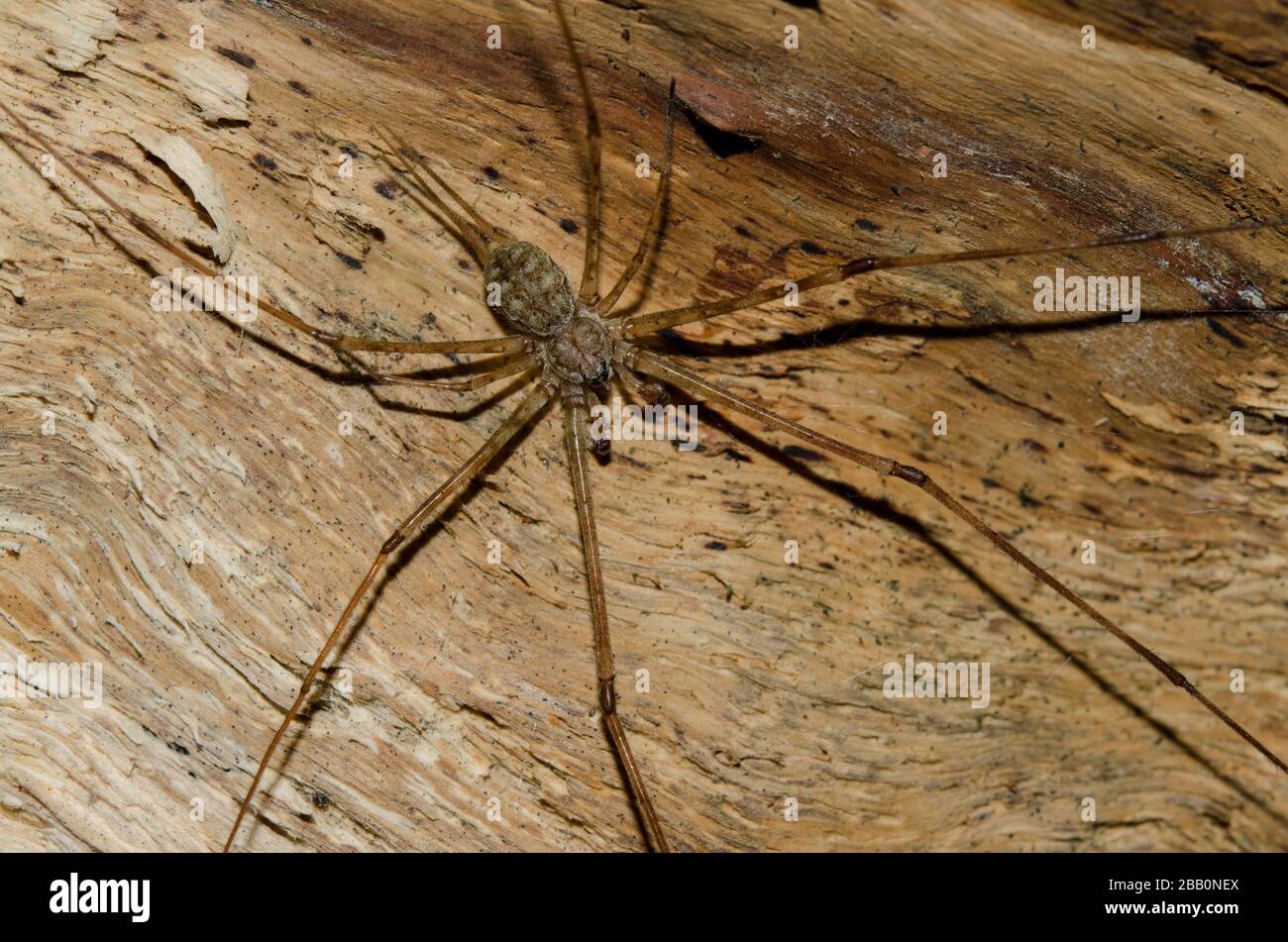 Tangkoko National Park High Resolution Stock Photography and Images - Alamy