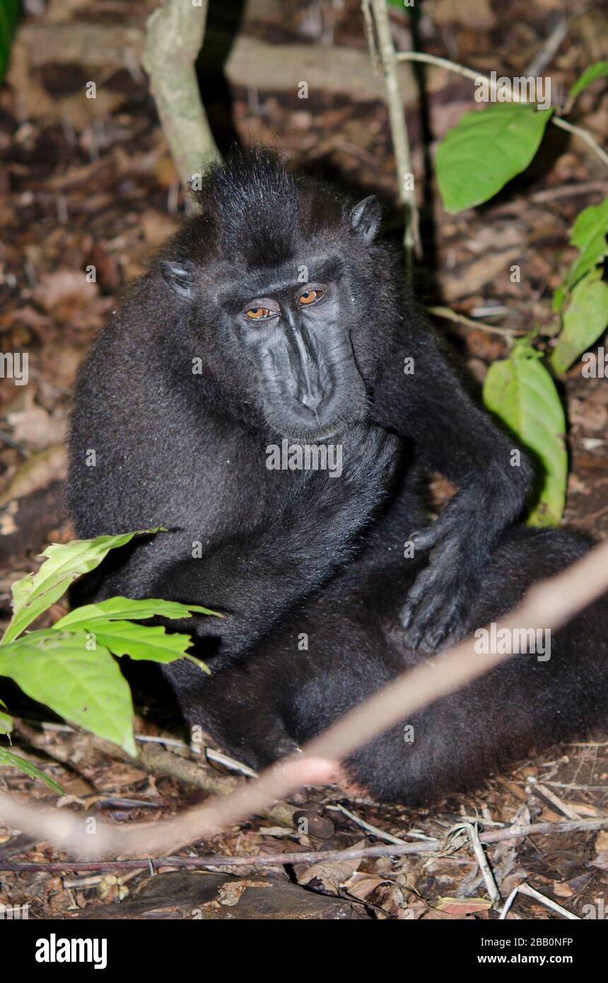 Sulawesi Crested Black Macaque High Resolution Stock Photography and ...