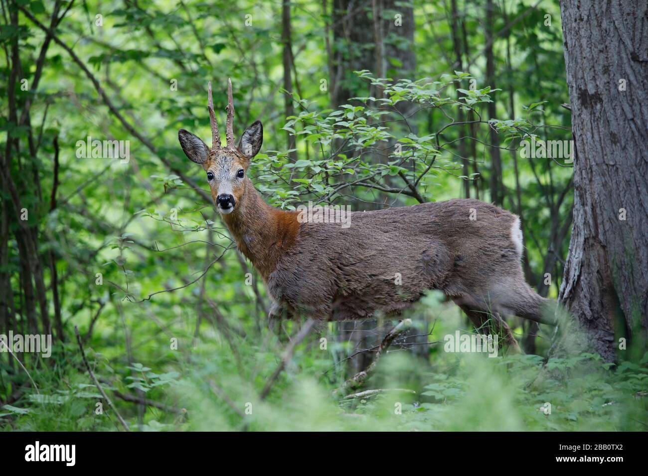 Roebuck wild hi-res stock photography and images - Alamy